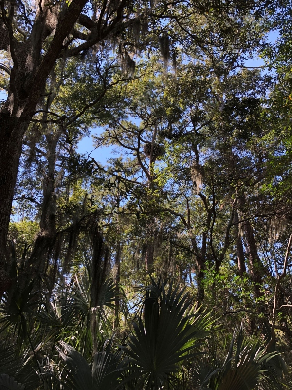An Eagle’s Eye View: Protecting the Bald Eagle on a New Build Site ... An Eagle’s Eye View: Protecting the Bald Eagle on a New Build Site ...